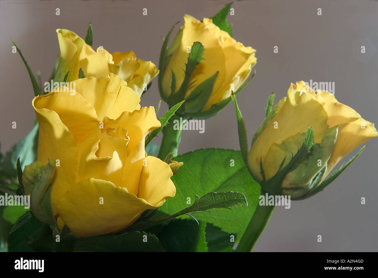 Trois roses Banque de photographies et d’images à haute résolution - Alamy