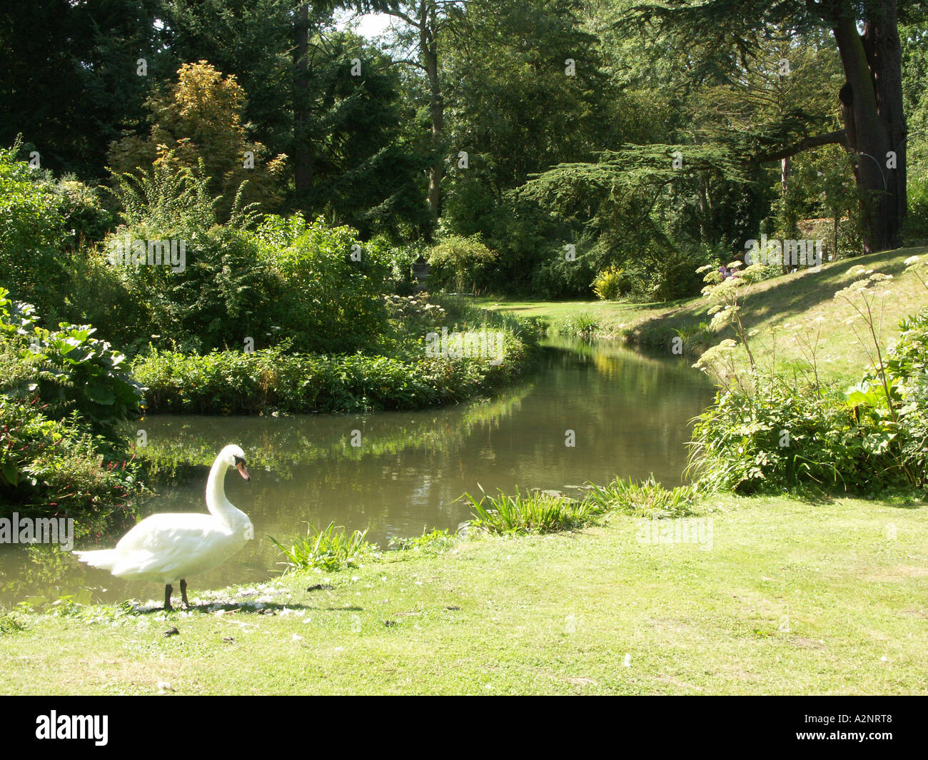 Jardins de cygnes Banque de photographies et d’images à haute résolution - Alamy