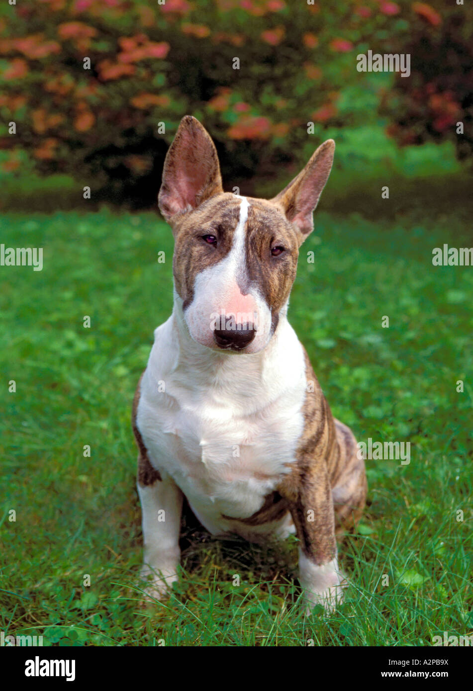 Avec son chien bull terrier Banque de photographies et d’images à haute ...