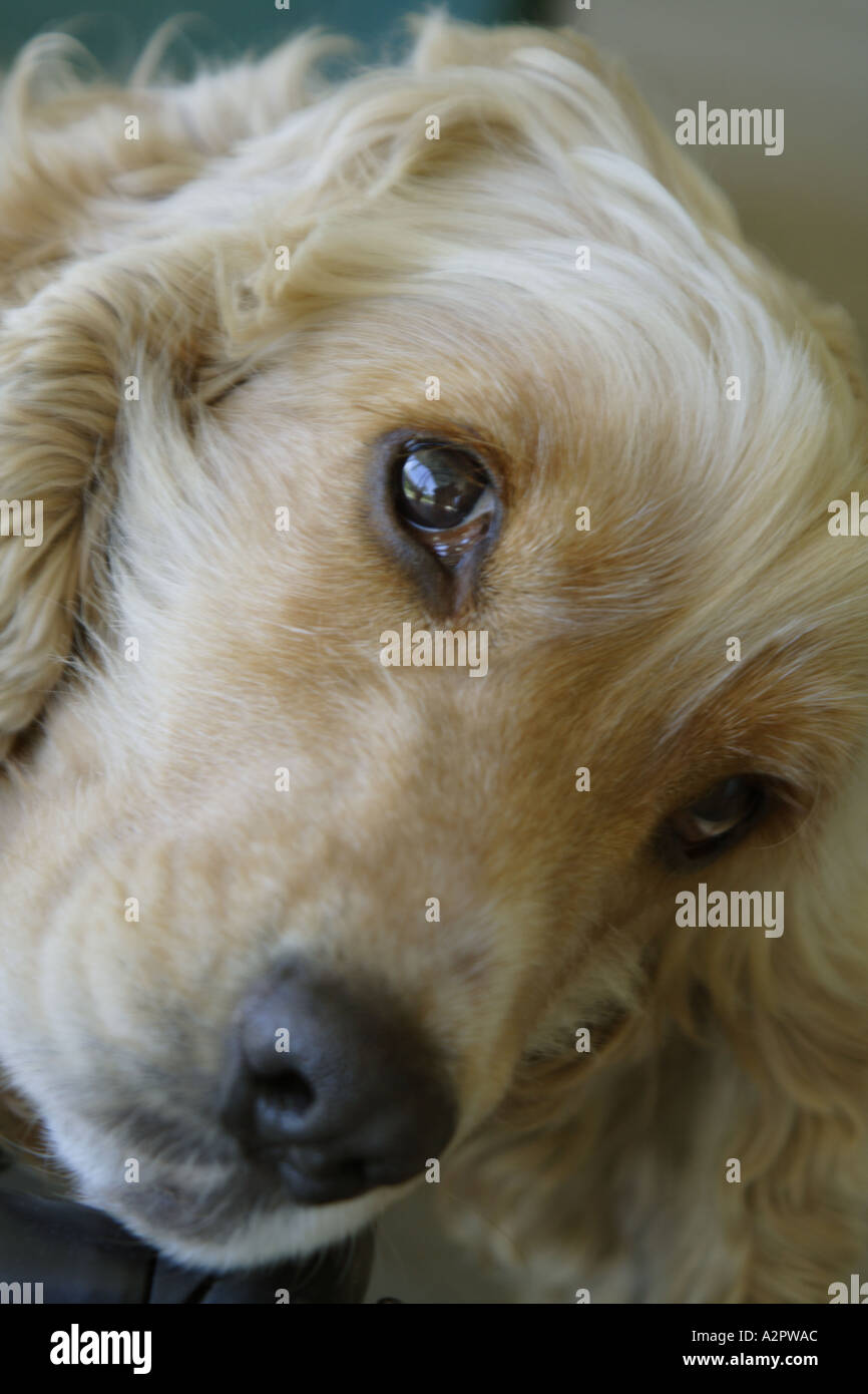 Blond cocker spaniel Banque de photographies et d’images à haute ...