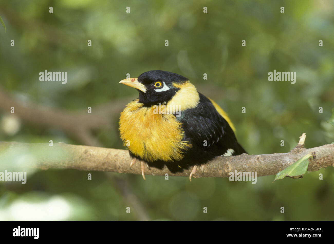 Mino anais Banque de photographies et d’images à haute résolution - Alamy