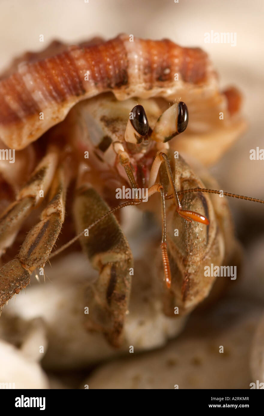 Coquille de bernard l'ermite Banque de photographies et d’images à ...