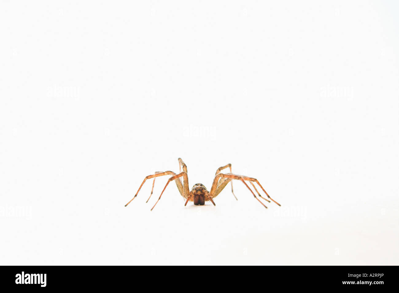 Wolf spider lycosa lycosidae Banque de photographies et d’images à ...