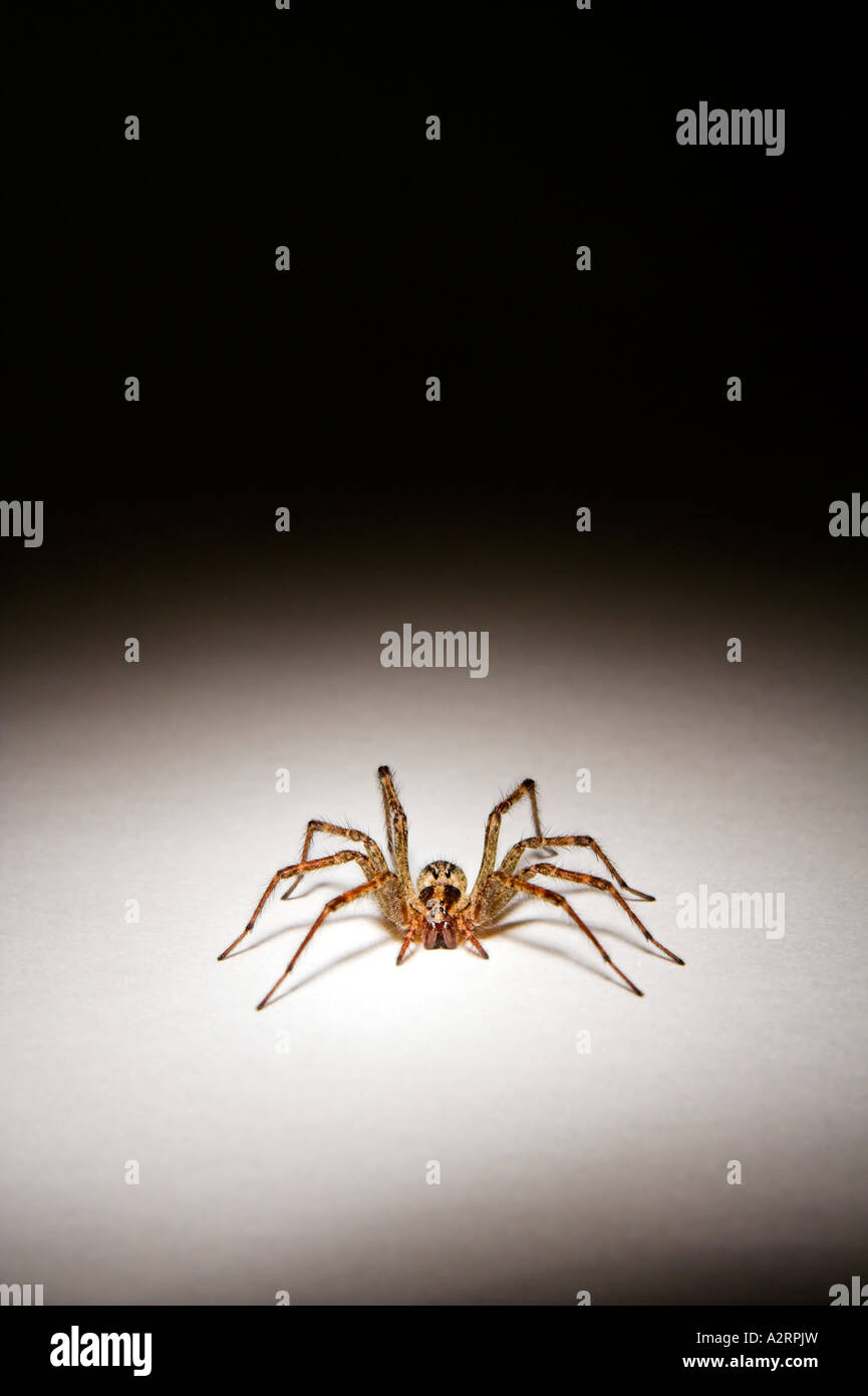 Wolf spider lycosa lycosidae Banque de photographies et d’images à ...