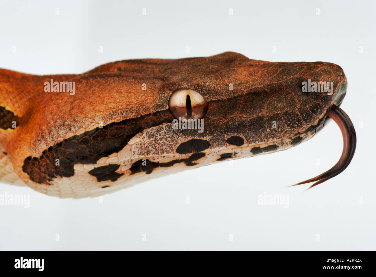 Madagascar boa constrictor Banque de photographies et d’images à haute ...