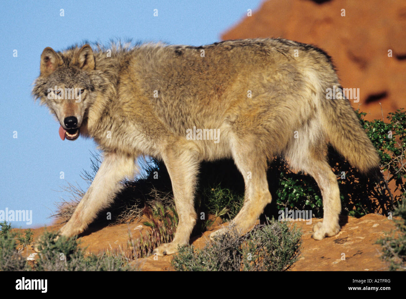 Canis rufus Banque de photographies et d’images à haute résolution - Alamy