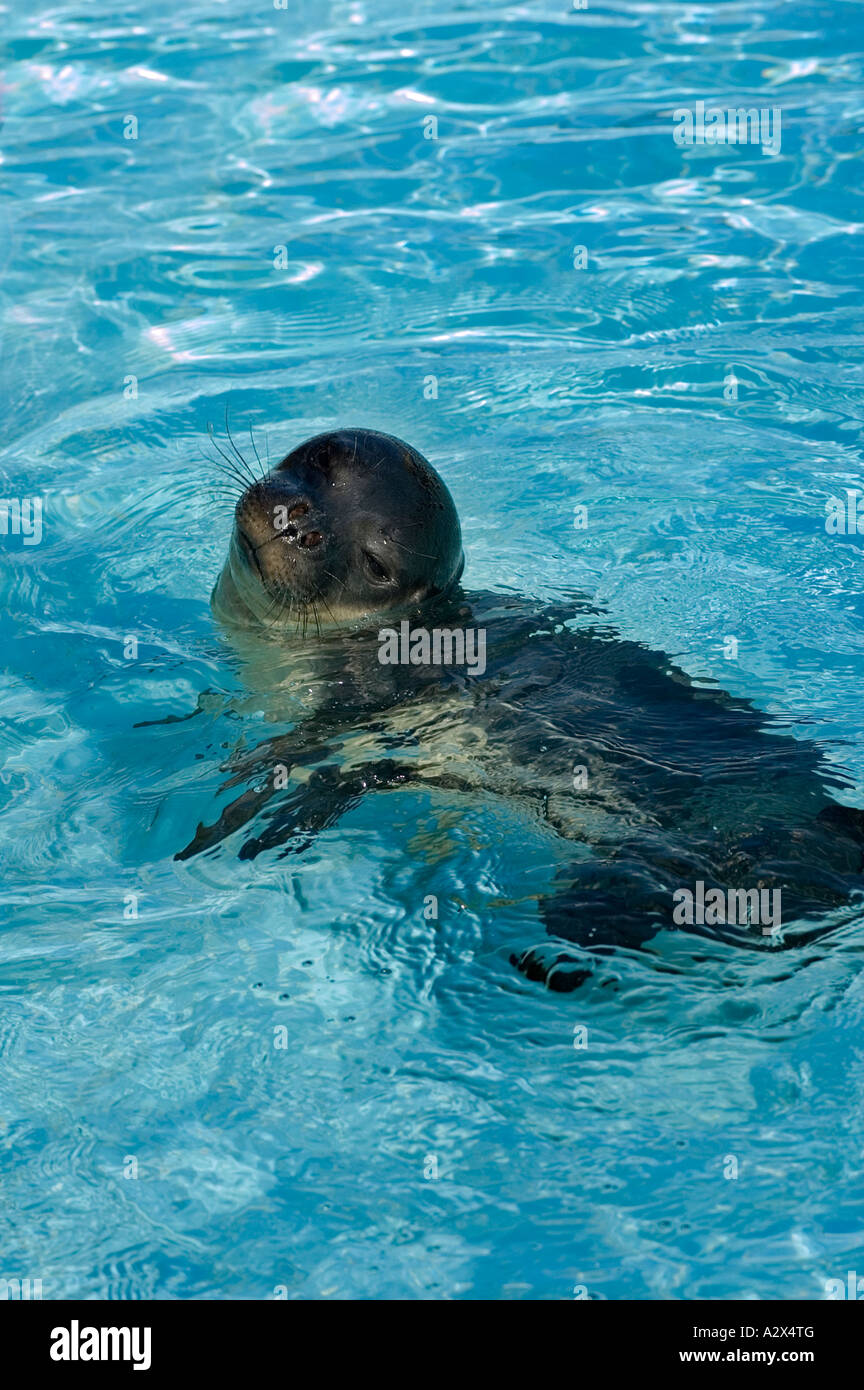 Le phoque moine méditerranéen Badem orphelins jouant dans une piscine ...