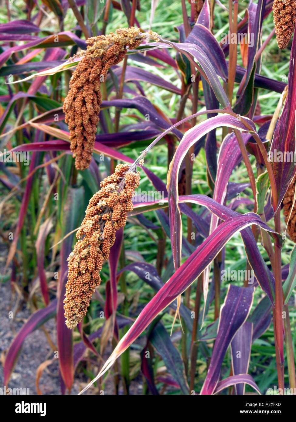 Millet seed head Banque de photographies et d’images à haute résolution ...