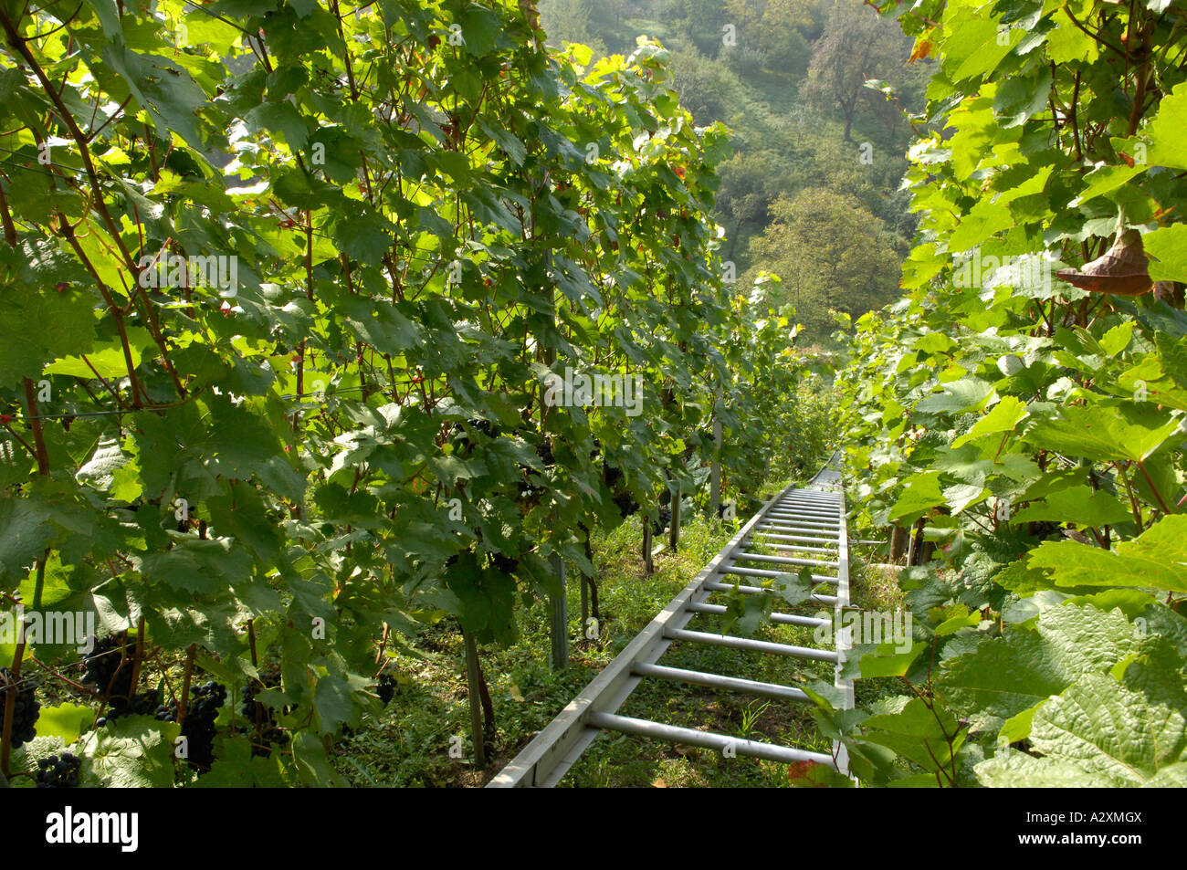 Transport de raisins Banque de photographies et d’images à haute ...