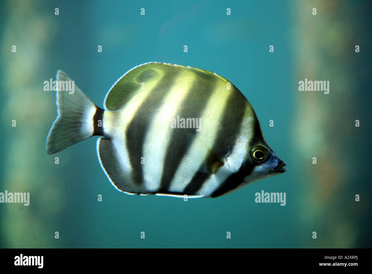 Poisson papillon thompson Banque de photographies et d’images à haute ...