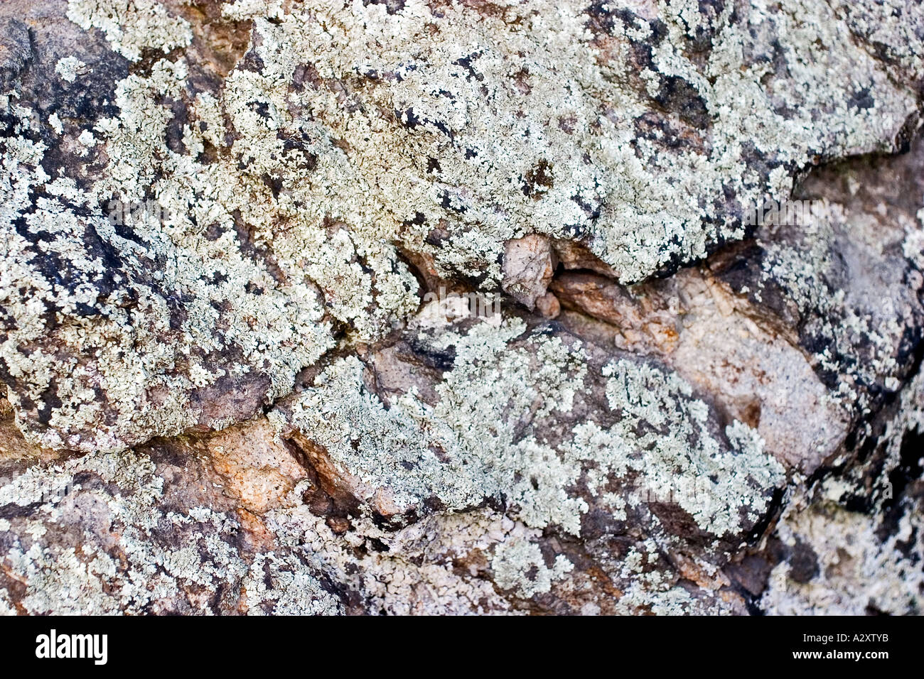 Avec Gros plan sur la mousse séchée structure naturelle en pierre Photo ...