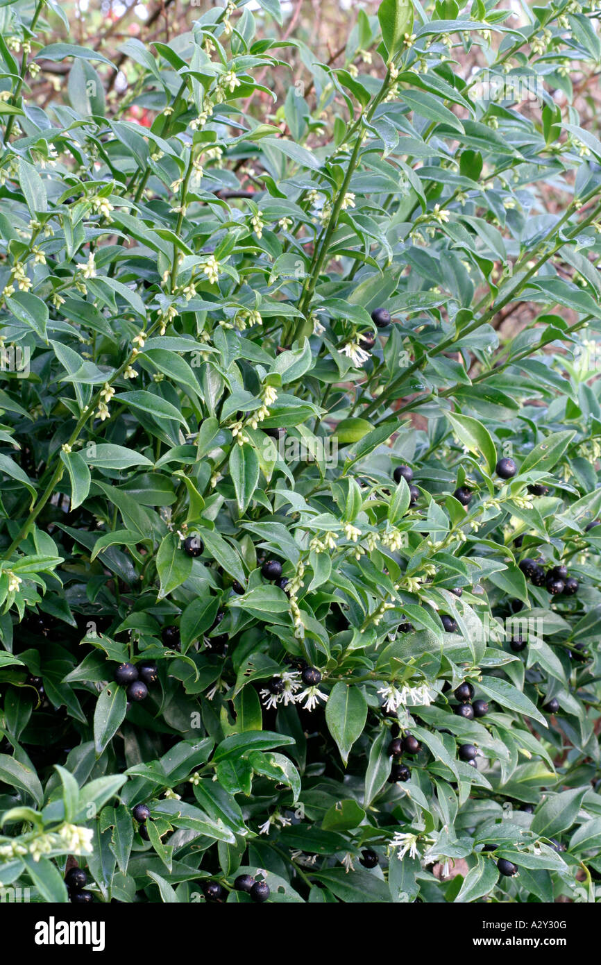 Sarcococca confusa Banque de photographies et d’images à haute ...