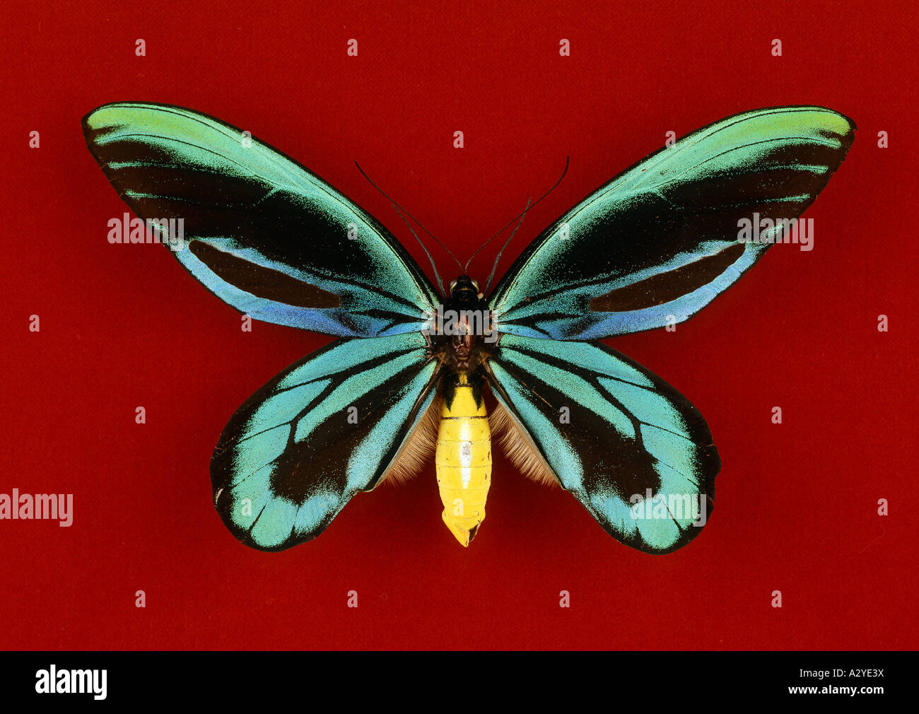 Ornithoptera alexandrae Queen Alexandra's papillon de la CITES Photo ...