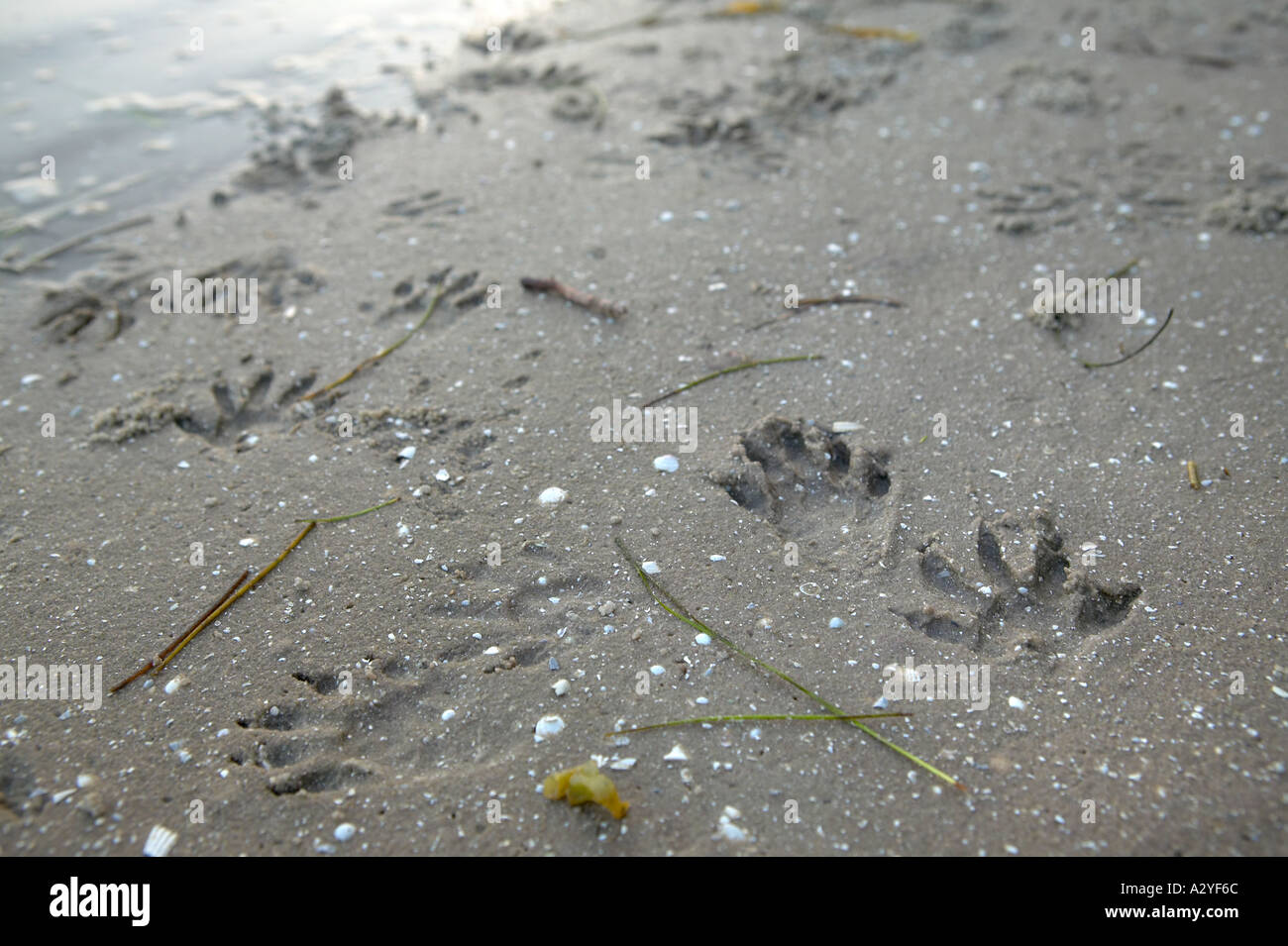 Empreintes de raton laveur Banque de photographies et d’images à haute ...