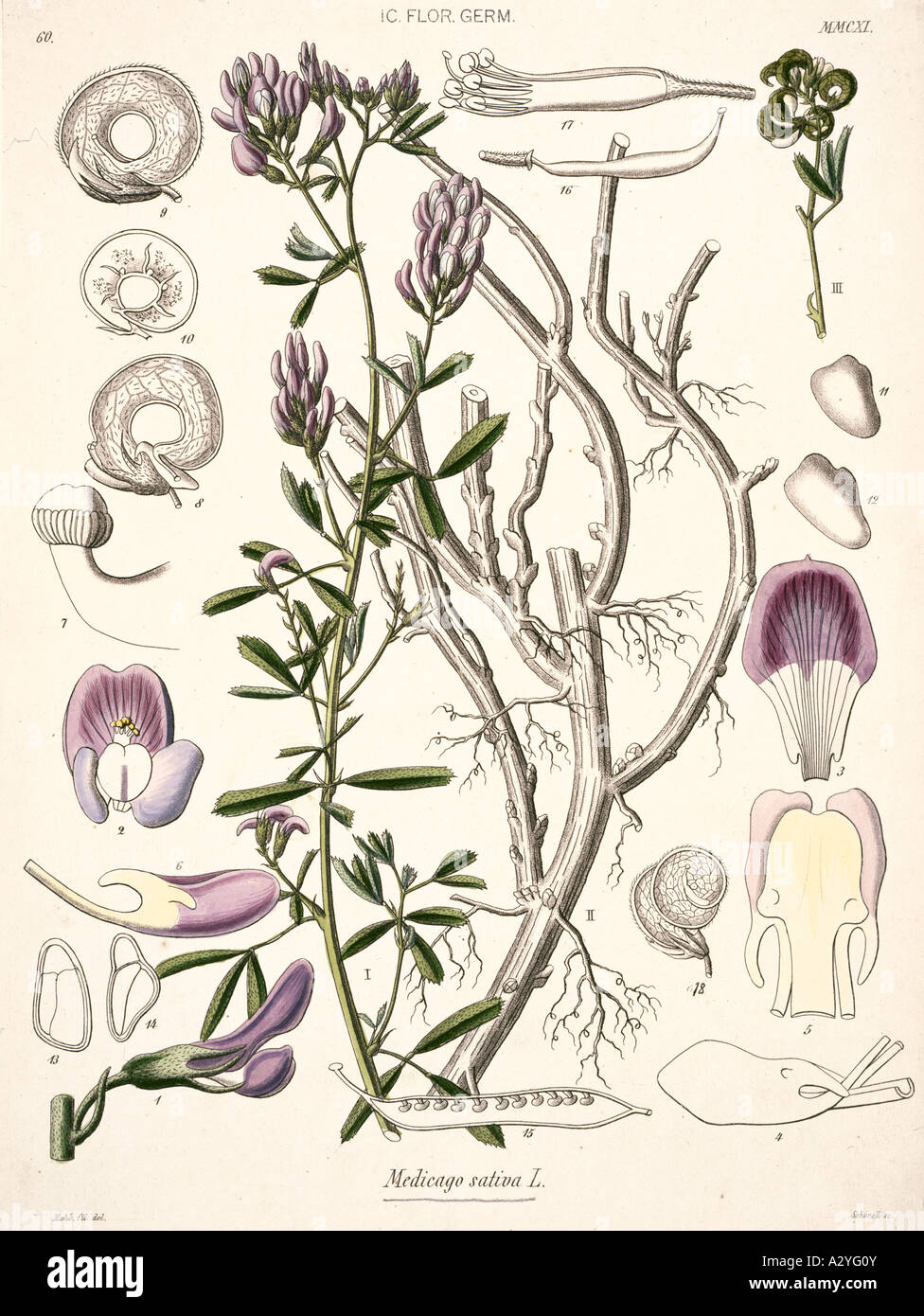 Dessin de plante de luzerne Banque de photographies et d’images à haute ...