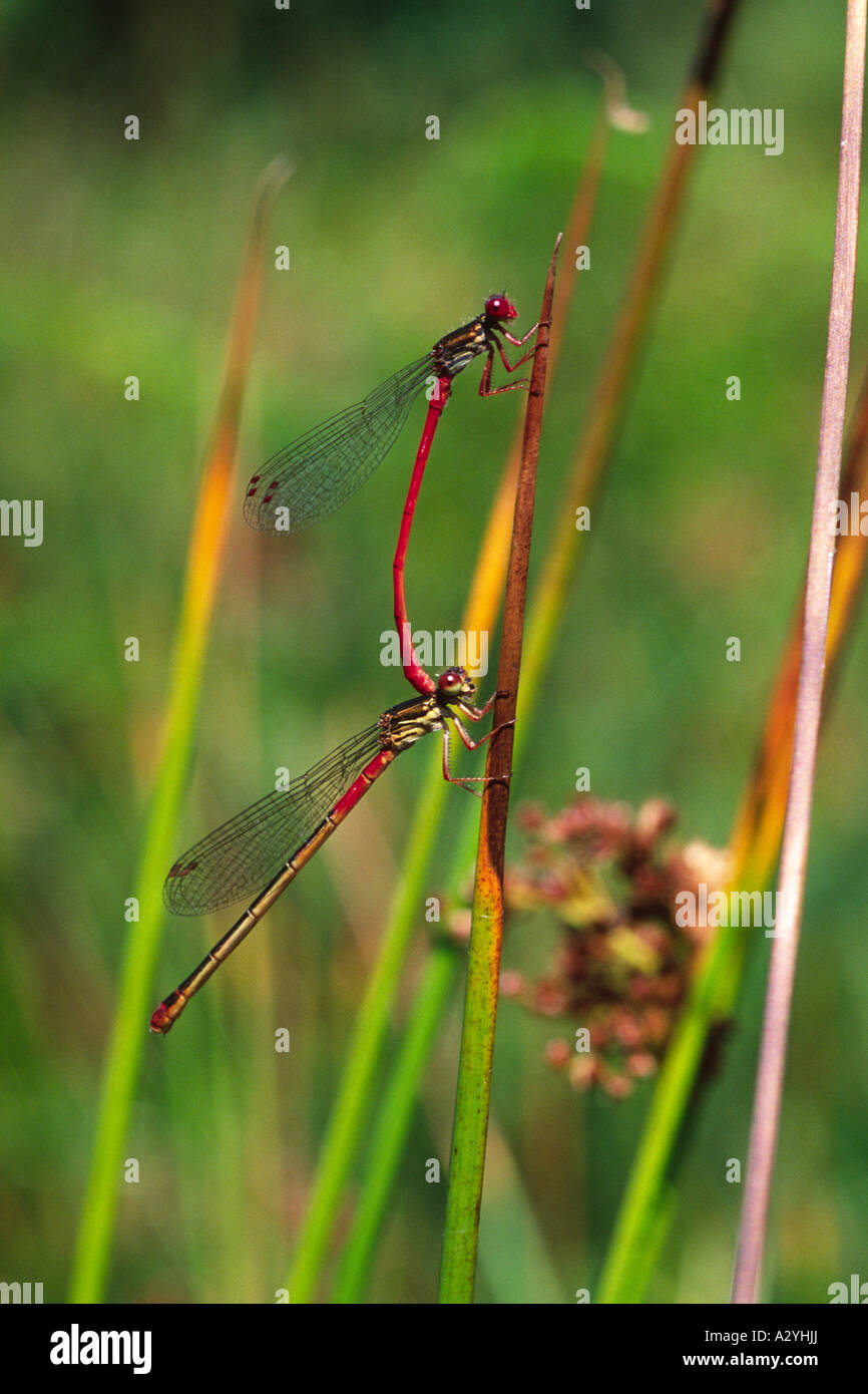 Accouplement de demoiselle rouge Banque de photographies et d’images à ...