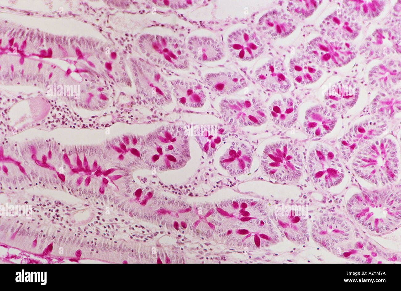 Cellules caliciformes Banque de photographies et d’images à haute ...