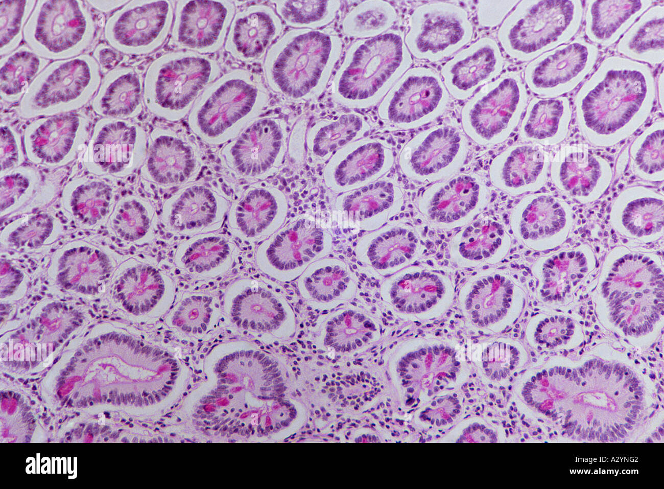 Cellules caliciformes Banque de photographies et d’images à haute ...