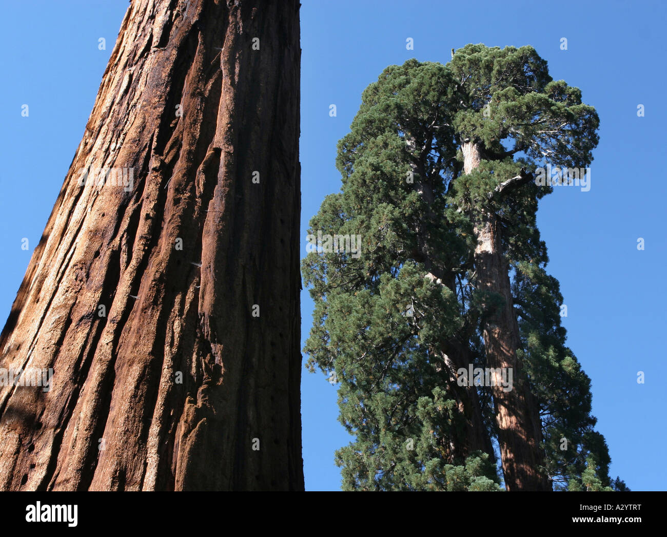 Arbre séquoia géant dans le Parc National Sequoia géant de Californie ...