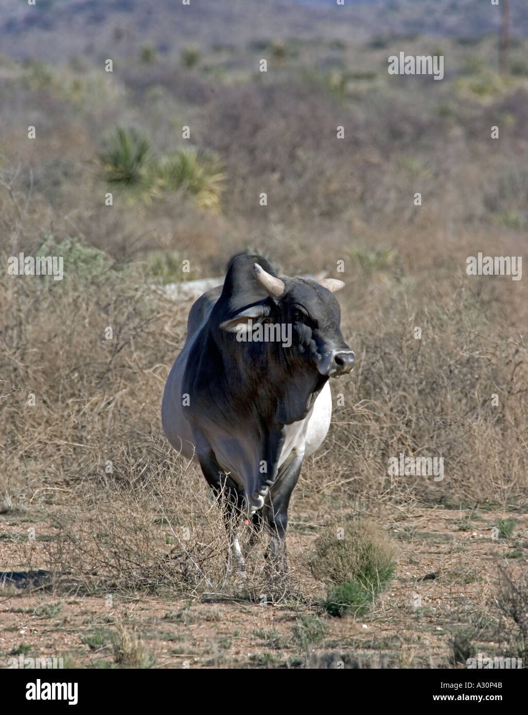 Brahma bull Banque de photographies et d’images à haute résolution - Alamy