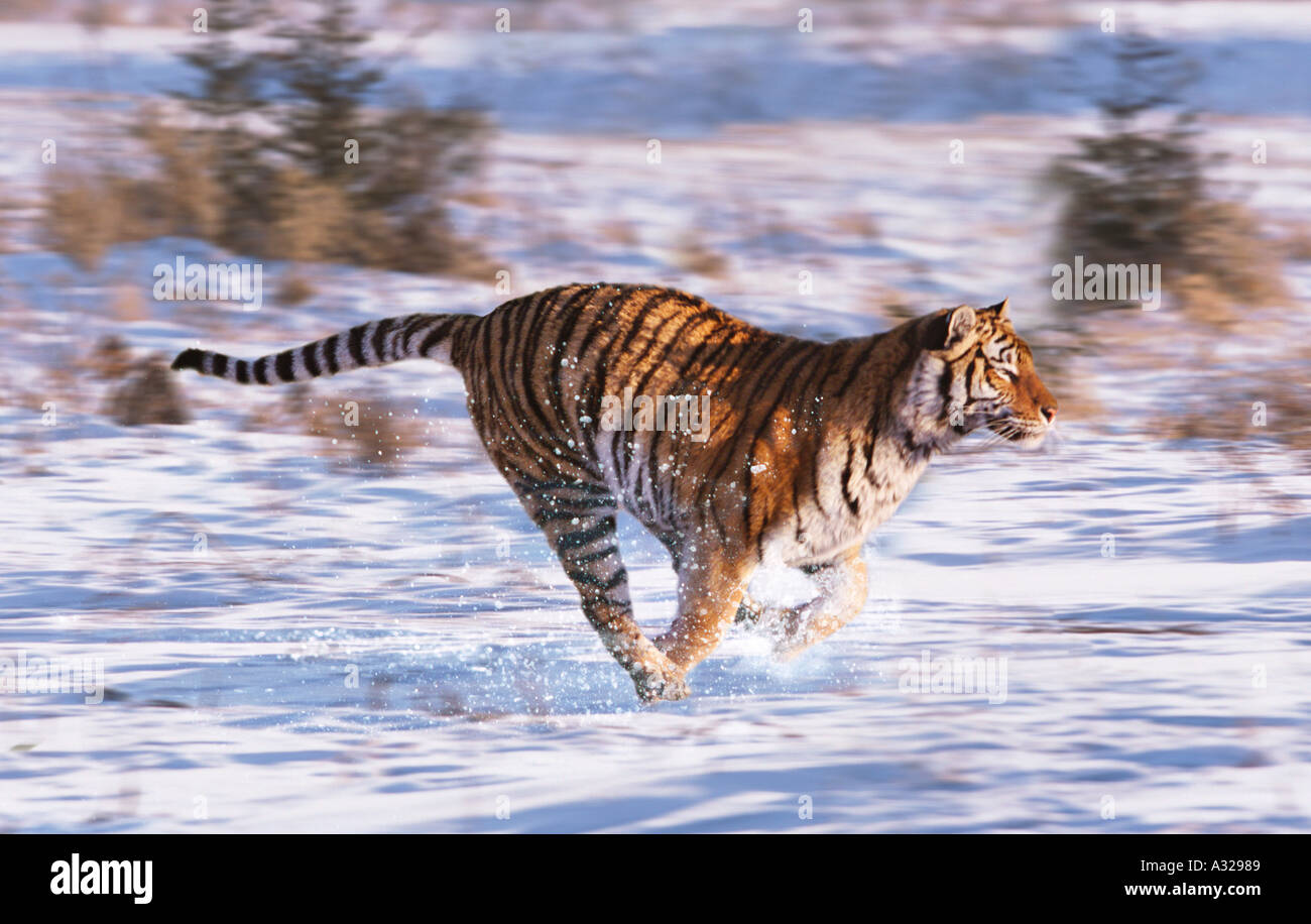 Tigre Dans La Neige Banque d'image et photos - Alamy