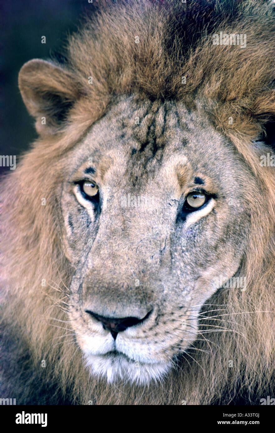 LION SAFARI PARK À NEYYAR WILDLIFE SANCTUARY TRIVANDRUM KERALA Photo ...