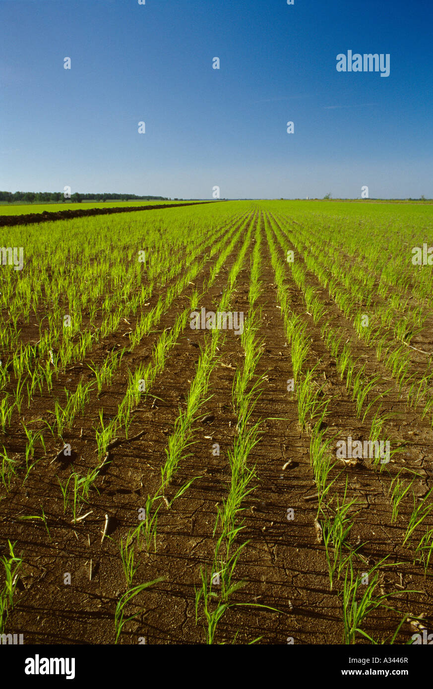 Agriculture - La croissance précoce stade plantule champ de riz avec ...
