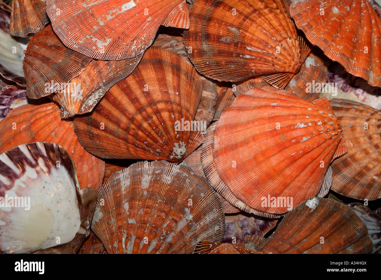 Bivalves bivalves Banque de photographies et d’images à haute ...