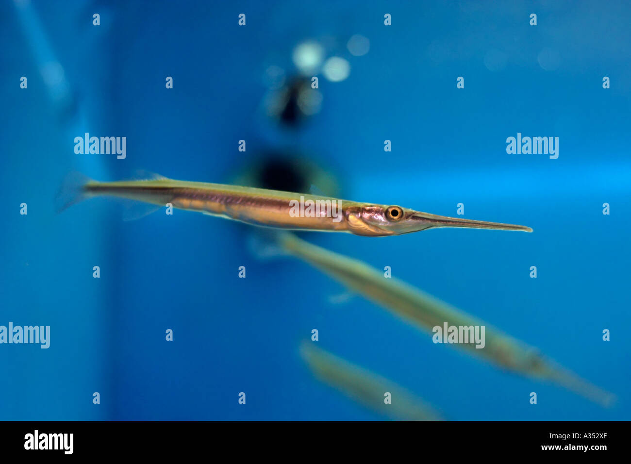 Needlefish garfish Banque de photographies et d’images à haute ...