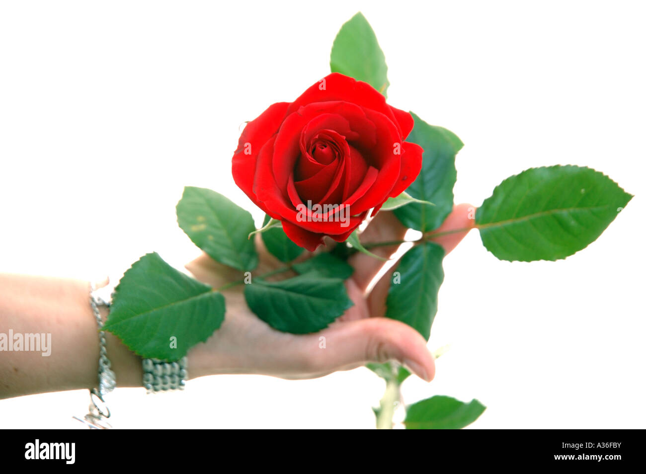 Pas de rose sans Banque de photographies et d’images à haute résolution ...