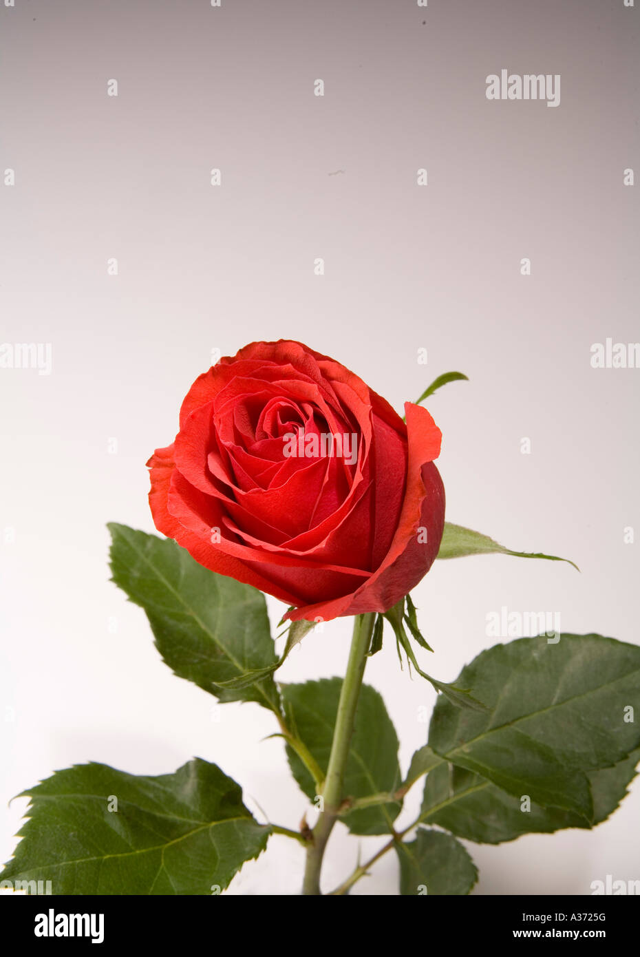 Rose rouge brillant sur tige. Portrait d'une fleur parfaite Photo Stock ...