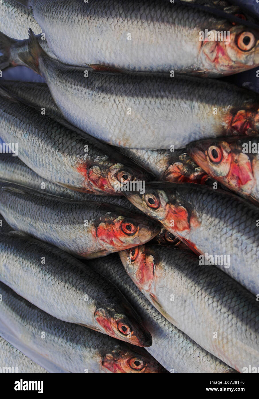 3 harengs Banque de photographies et d’images à haute résolution - Alamy