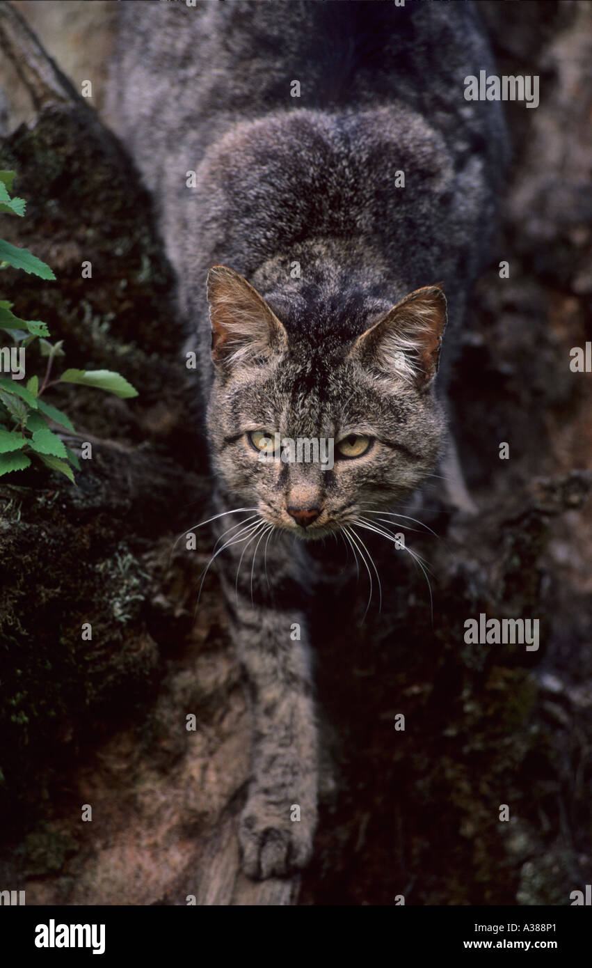 African wildcat felis silvestris lybica Banque de photographies et d ...