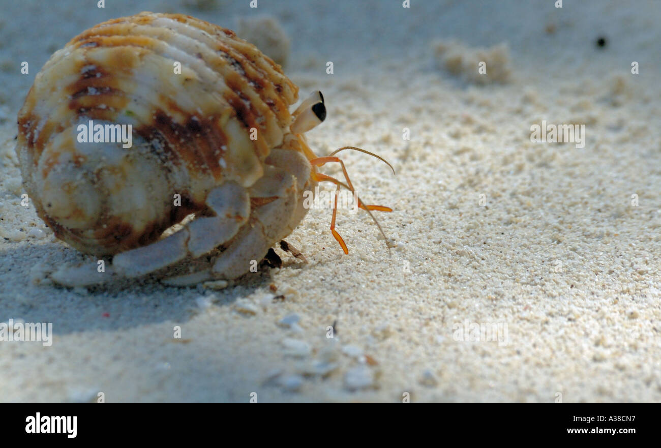 Petit crabe ermite blanc Banque de photographies et d’images à haute ...