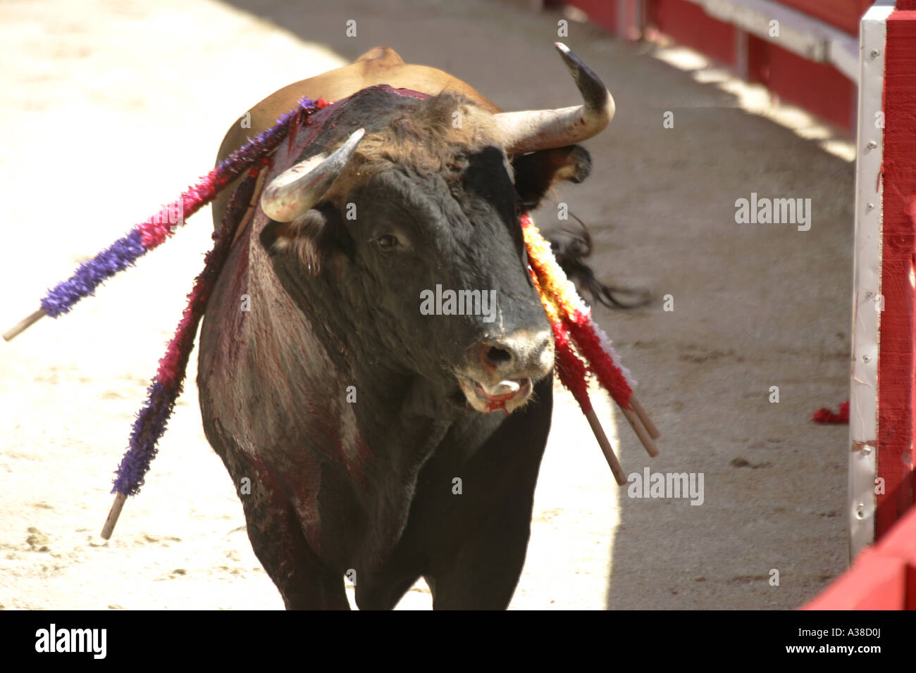 Corrida, les Arènes de Nîmes,FRANCE Photo Stock - Alamy