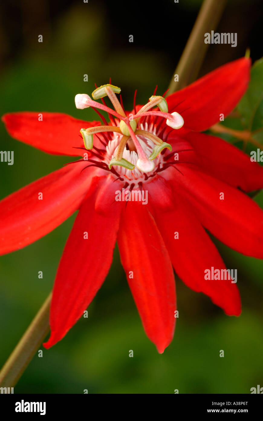 Fleur de la passion rouge Banque de photographies et d’images à haute ...