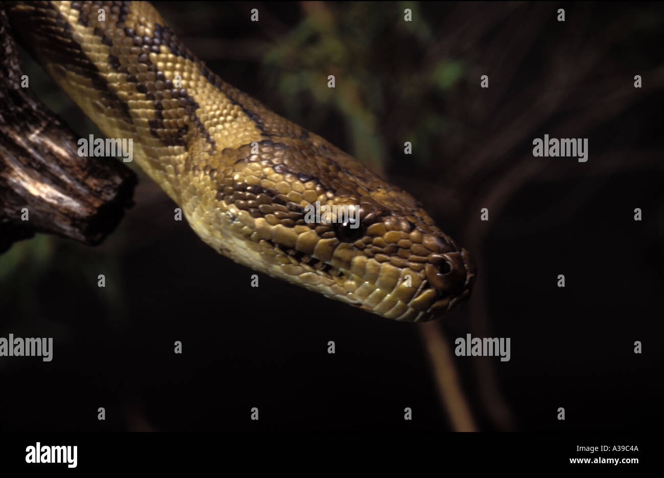 Python fangs Banque de photographies et d’images à haute résolution - Alamy