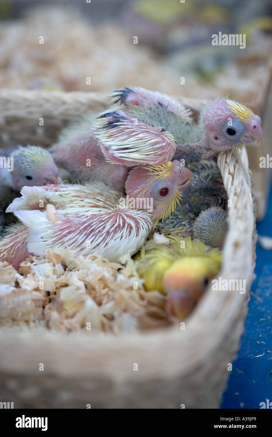 Animals chatuchak market bangkok Banque de photographies et d’images à ...
