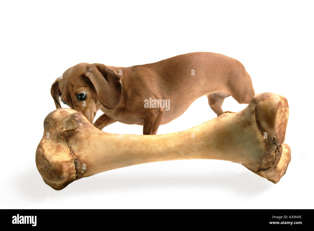 Petit chien et grand chien Banque d'images détourées - Alamy