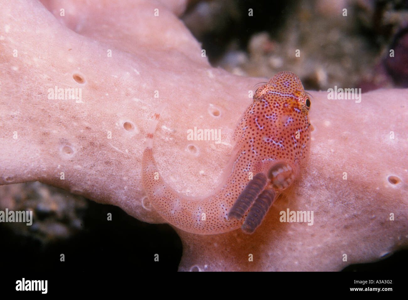 Copepod parasite Banque de photographies et d’images à haute résolution ...