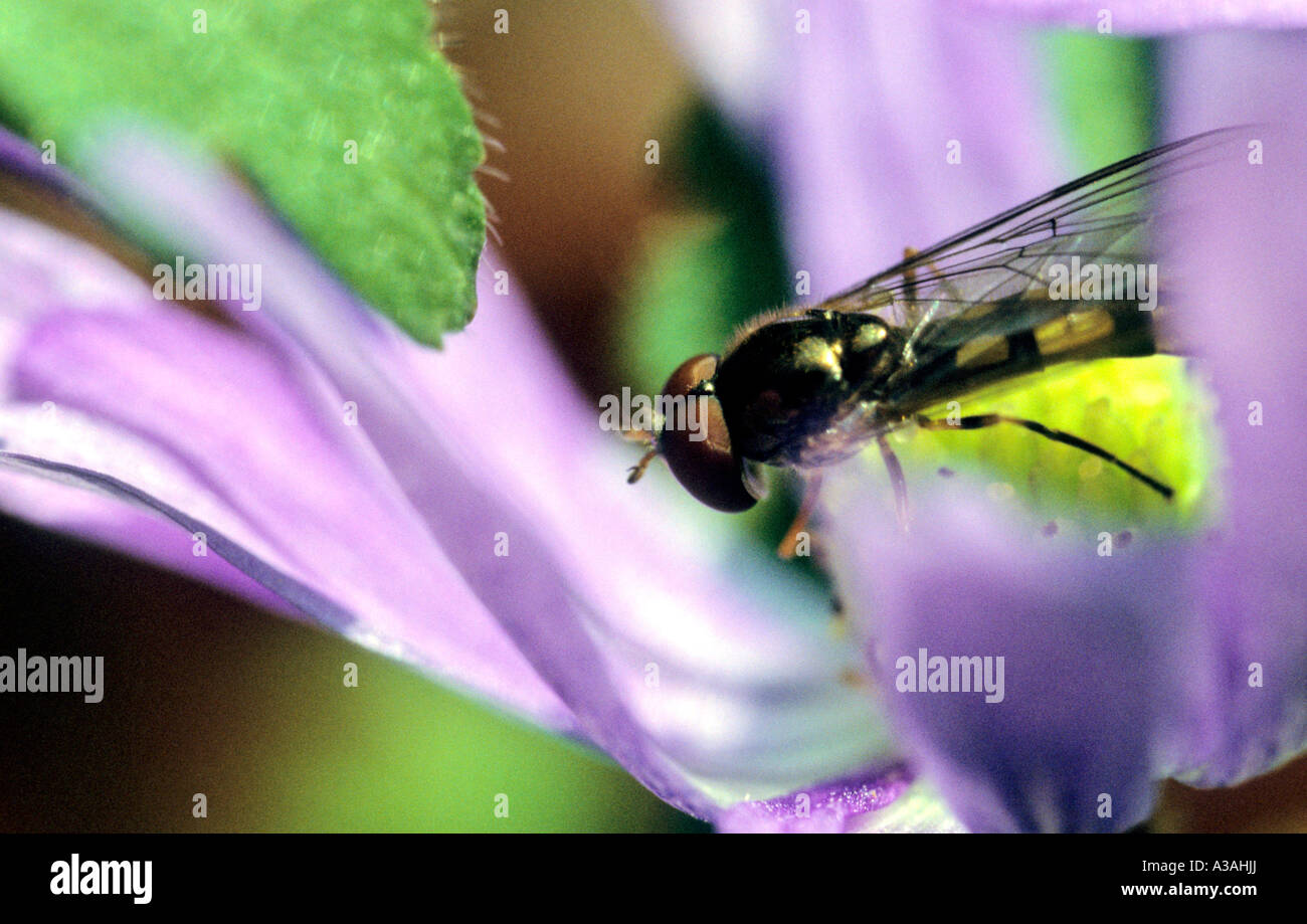 Snipe fly uk Banque de photographies et d’images à haute résolution - Alamy