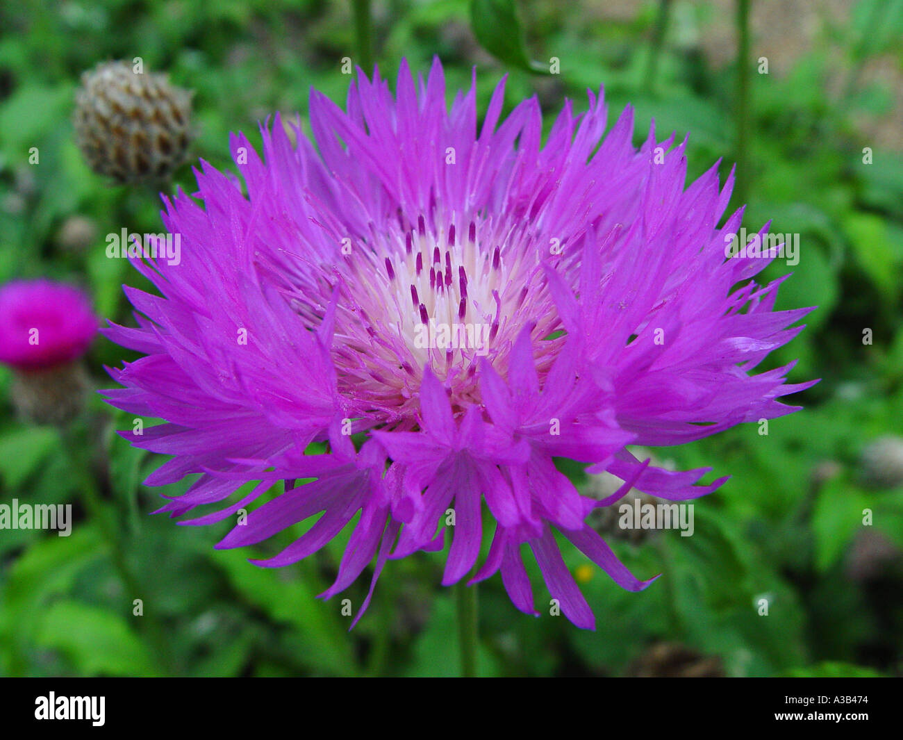 Pink centaurea dealbata Banque de photographies et d’images à haute ...