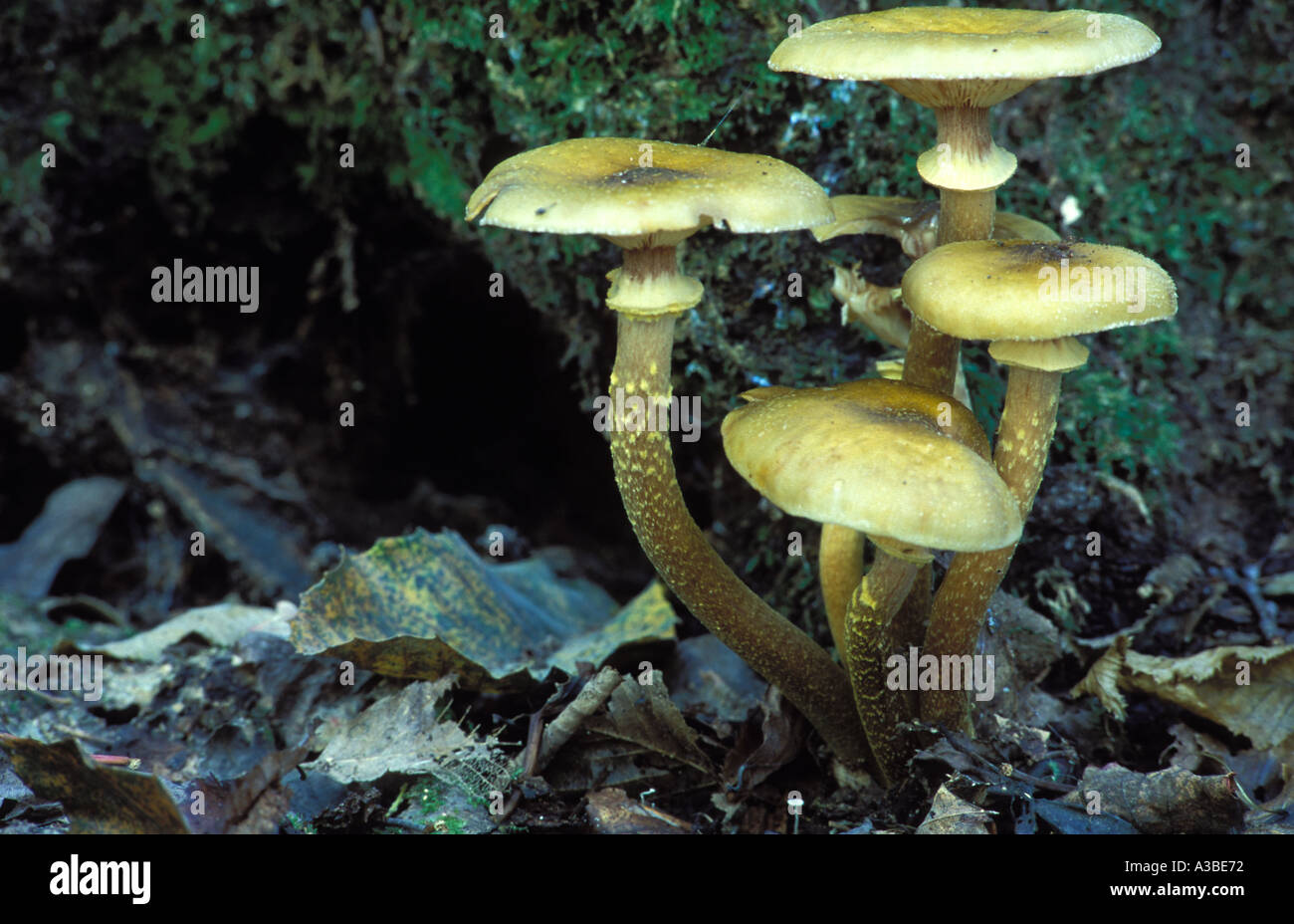 Champignons filamenteux Banque de photographies et d’images à haute ...