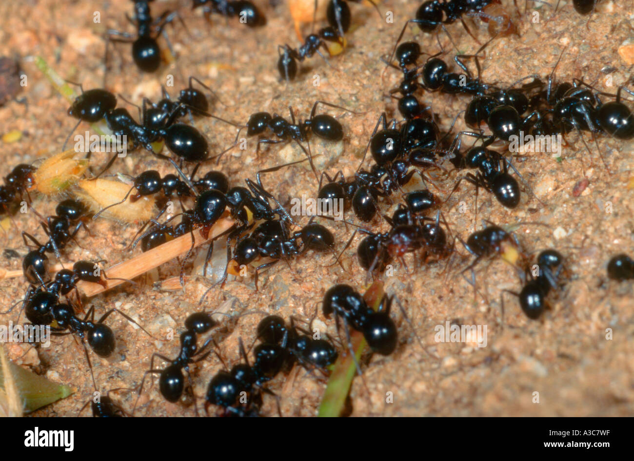 Fourmis Moissonneuses