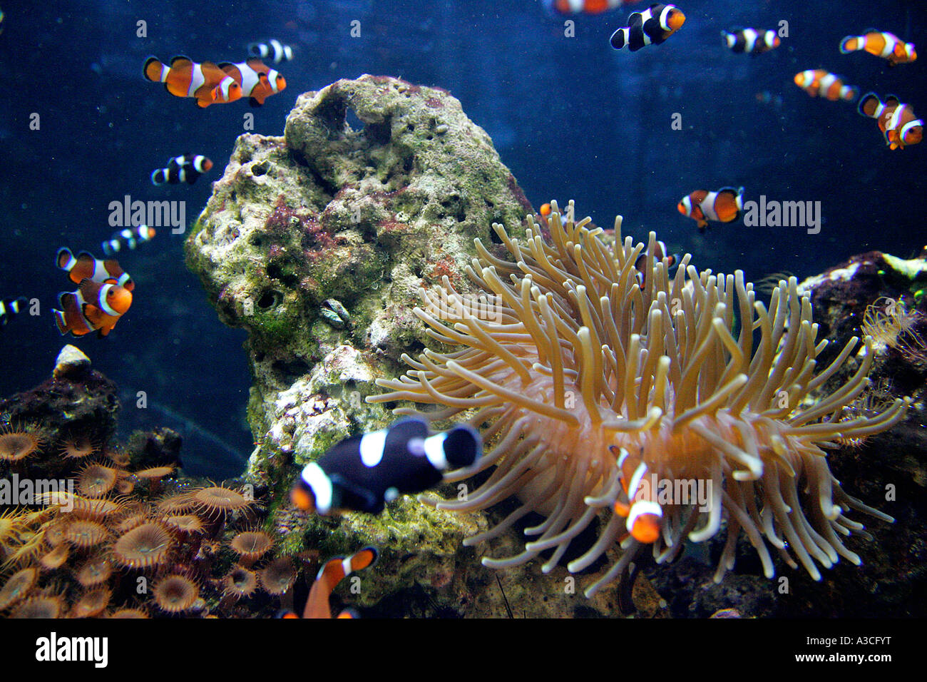 Complexe environnemental gumbo limbo Banque de photographies et d ...