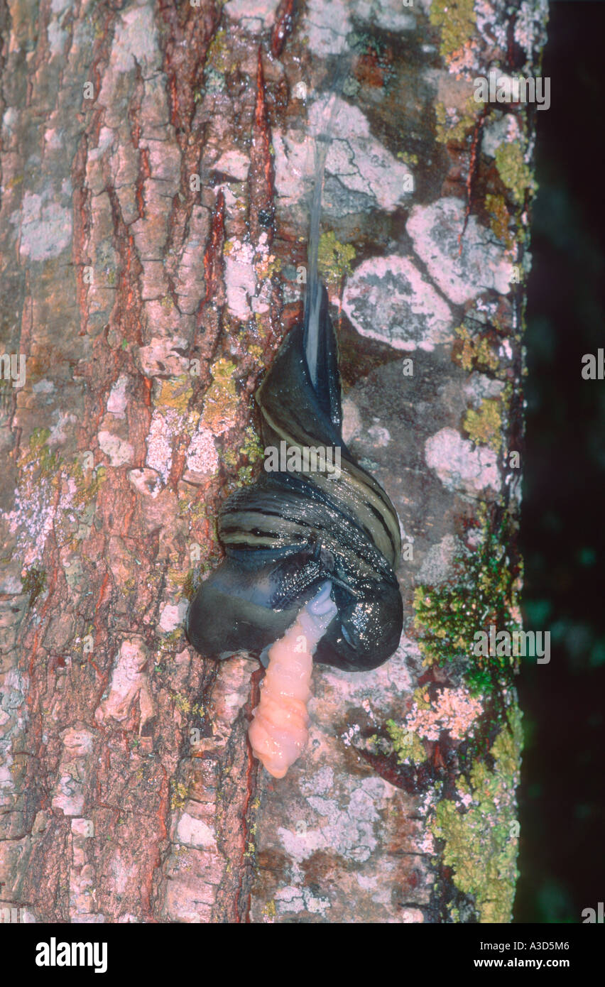 Accouplement des limaces Banque de photographies et d’images à haute ...