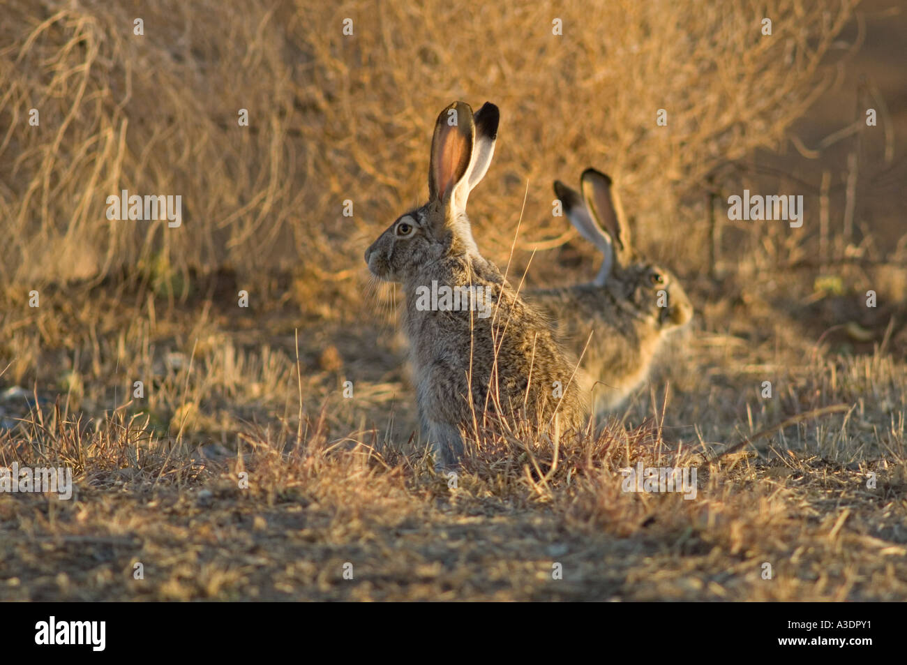 Jack rabbits Banque de photographies et d’images à haute résolution - Alamy