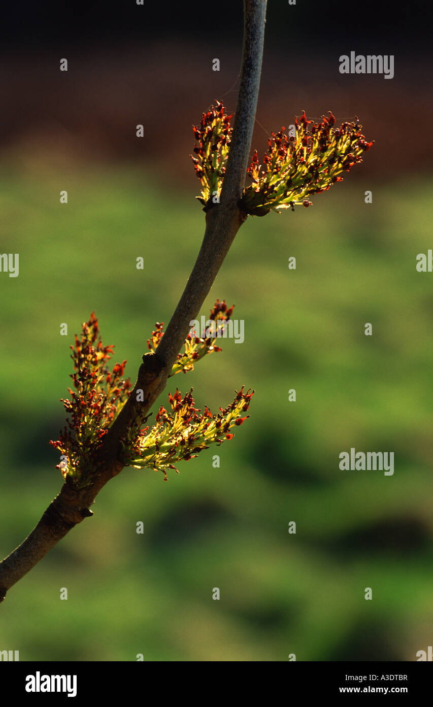 Fraxinus excelsior ash tree buds Banque de photographies et d’images à ...