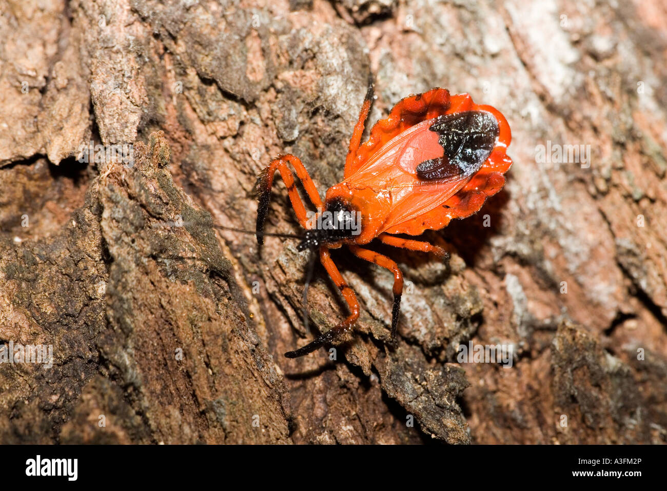 Rouge et noir étrange peut-être de l'insecte assassin bug Daraina ...