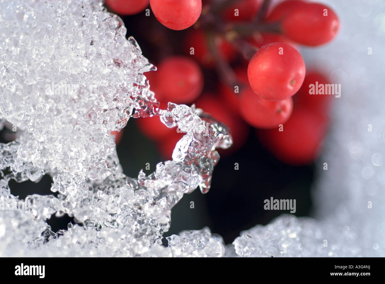 Plante toxique baie rouge Banque de photographies et d’images à haute ...